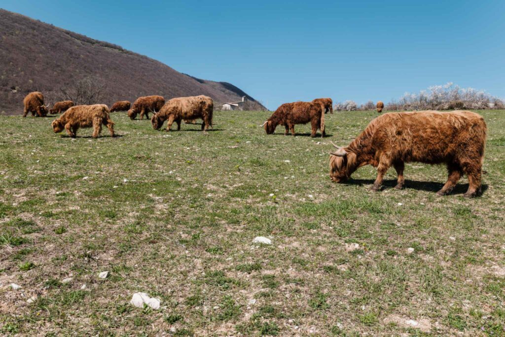 Le Mucche Highland | Umbria Highland